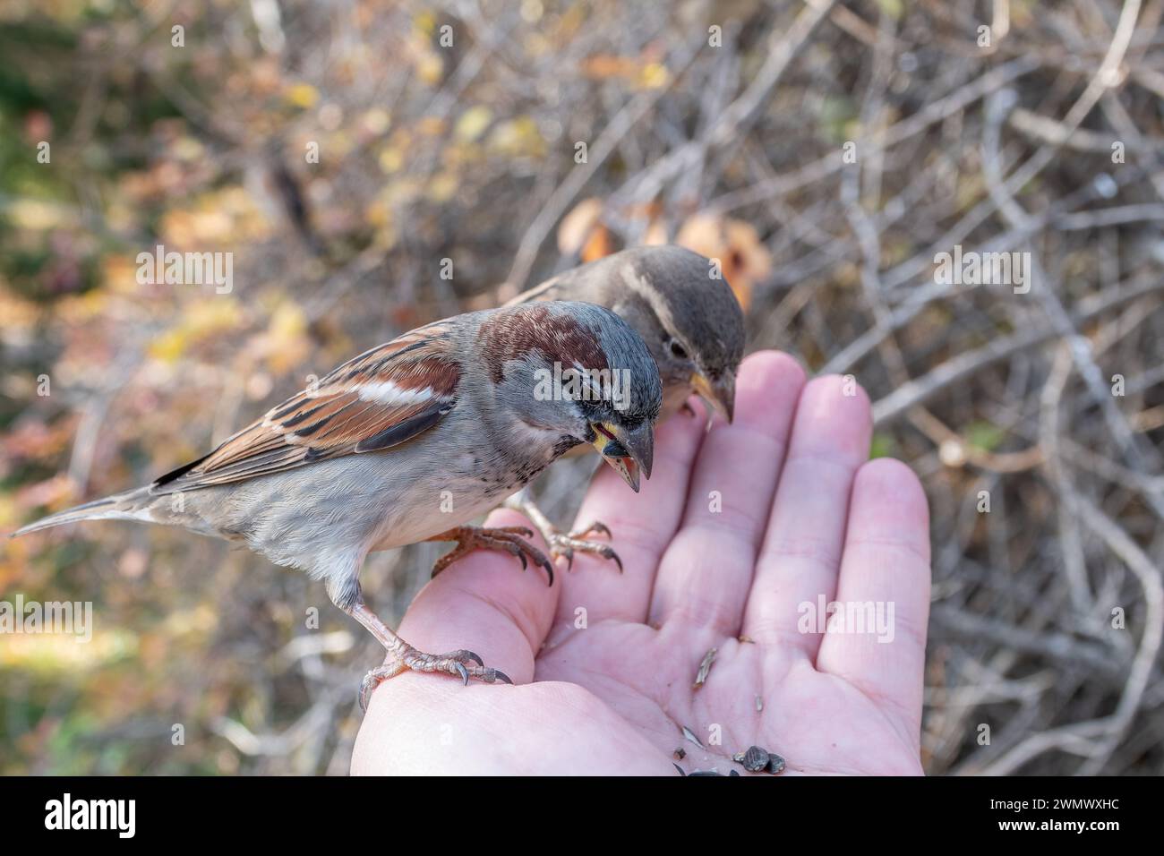 Sparrow eats seeds from a man's hand. A Sparrow bird sitting on the ...