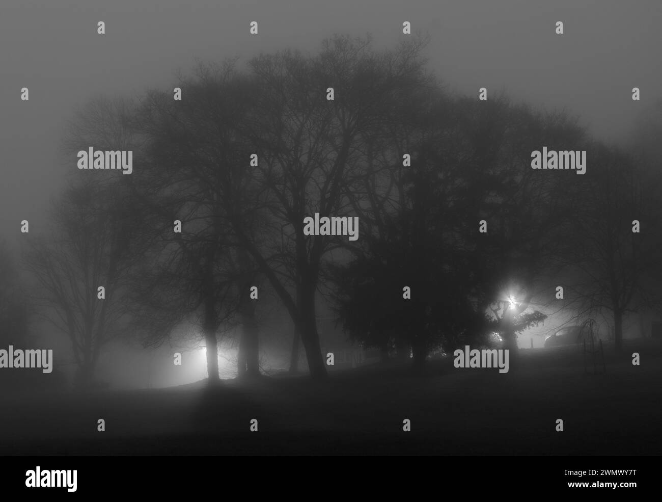 Trees in morning Black and White Stock Photos & Images - Alamy