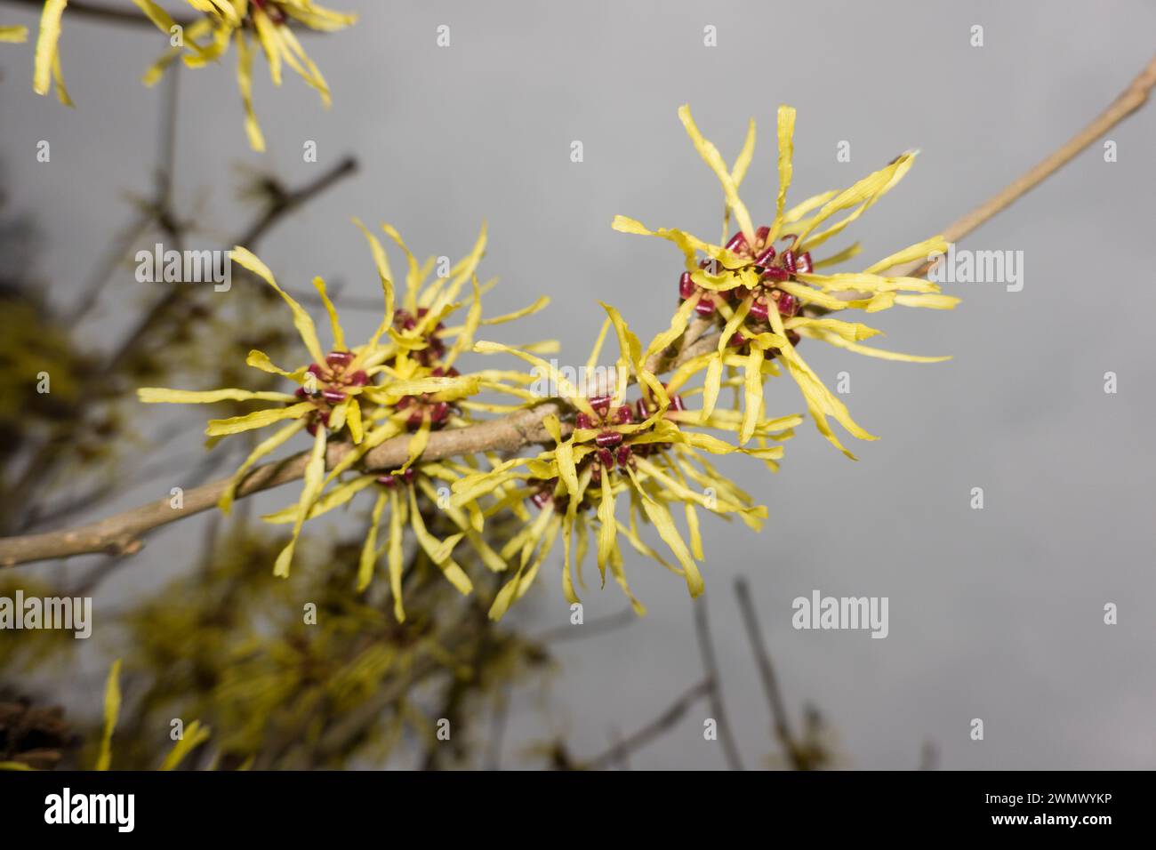 Chinesische zaubernuss hi-res stock photography and images - Alamy