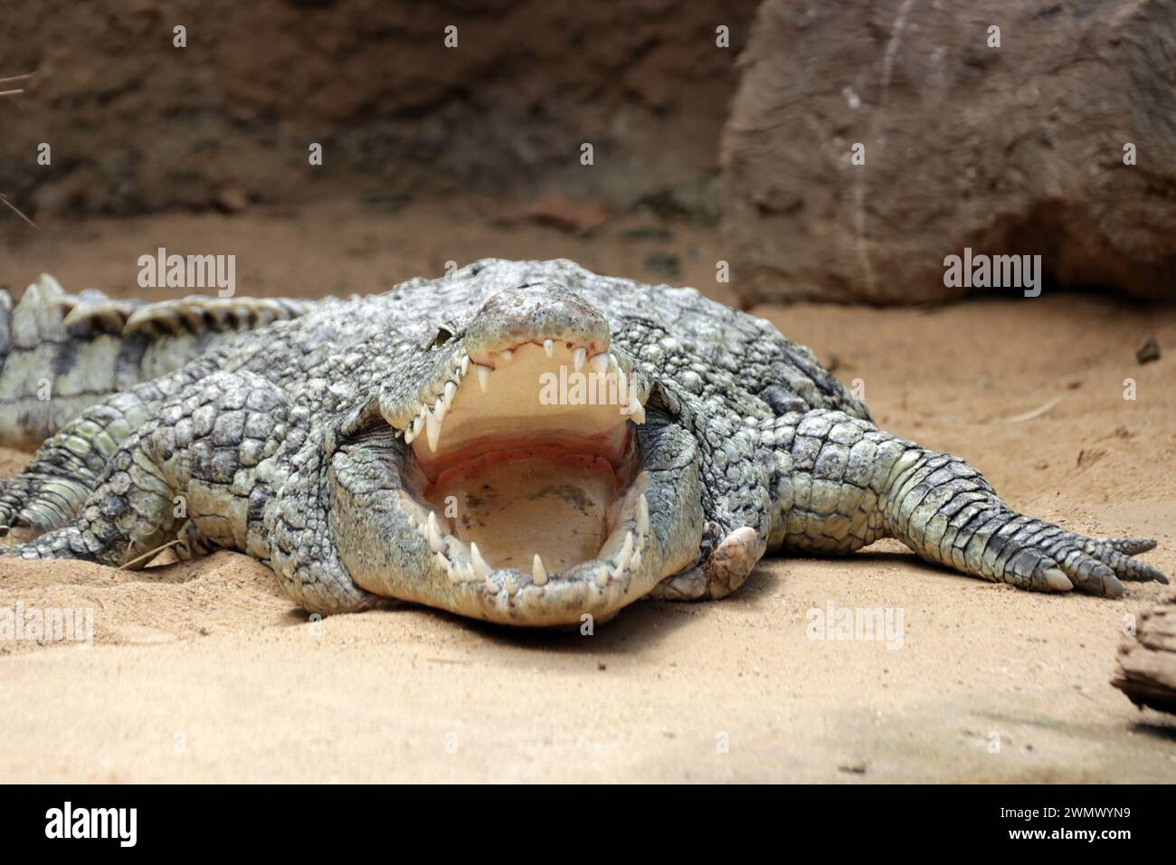 Nilkrokodil (Crocodylus niloticus Stock Photo - Alamy