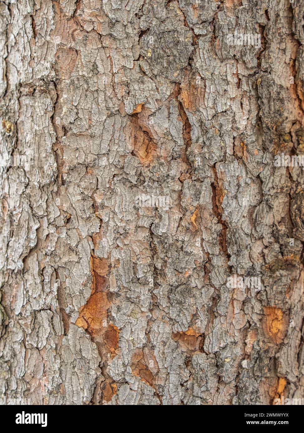 Bark texture and background of a old fir tree trunk. Detailed bark ...