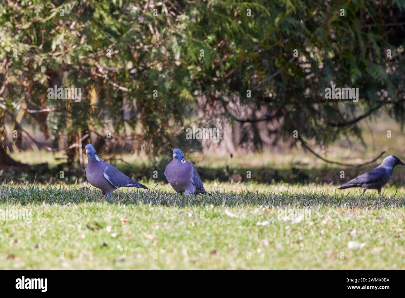 wild pigeons through the grass in a park looking for food Stock Photo ...