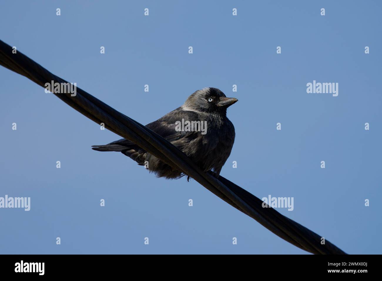 Crow on electricity wire hi-res stock photography and images - Alamy