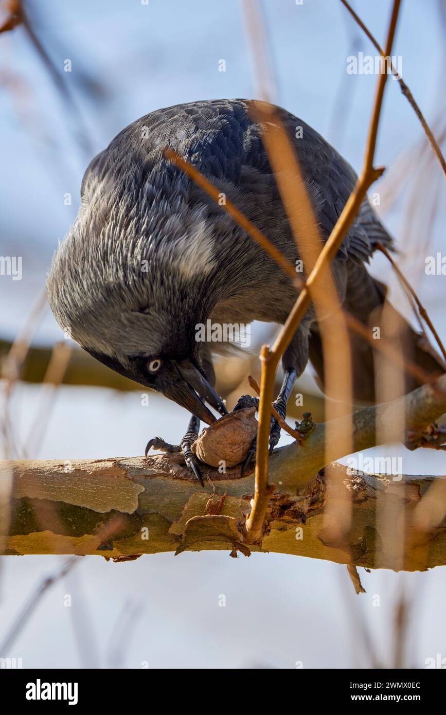 a crow sitting on a branch and eating a nut Stock Photo - Alamy