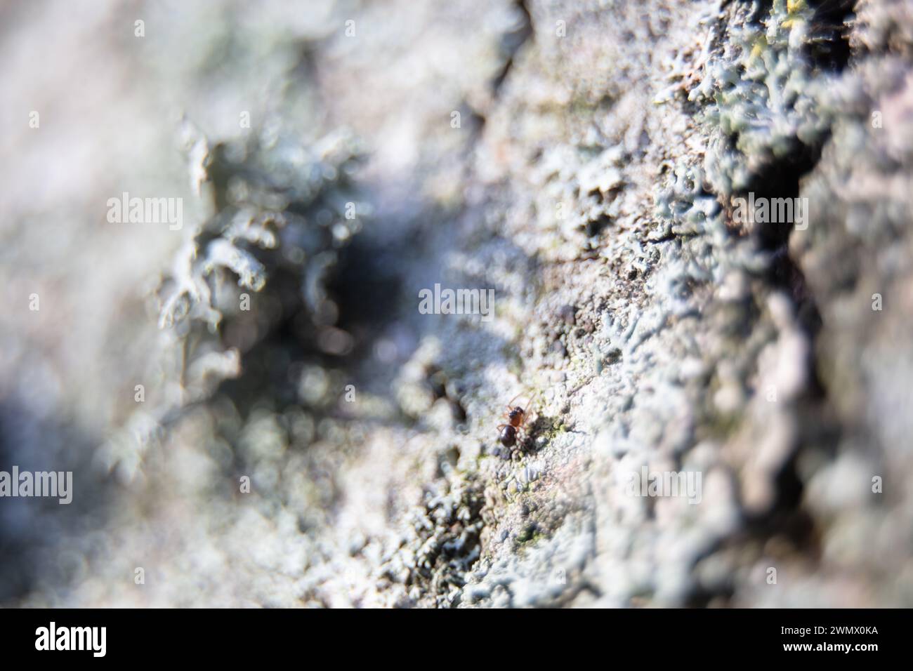 Macrophotography of a small Black Dwarf Spiders on a tree bark Stock ...