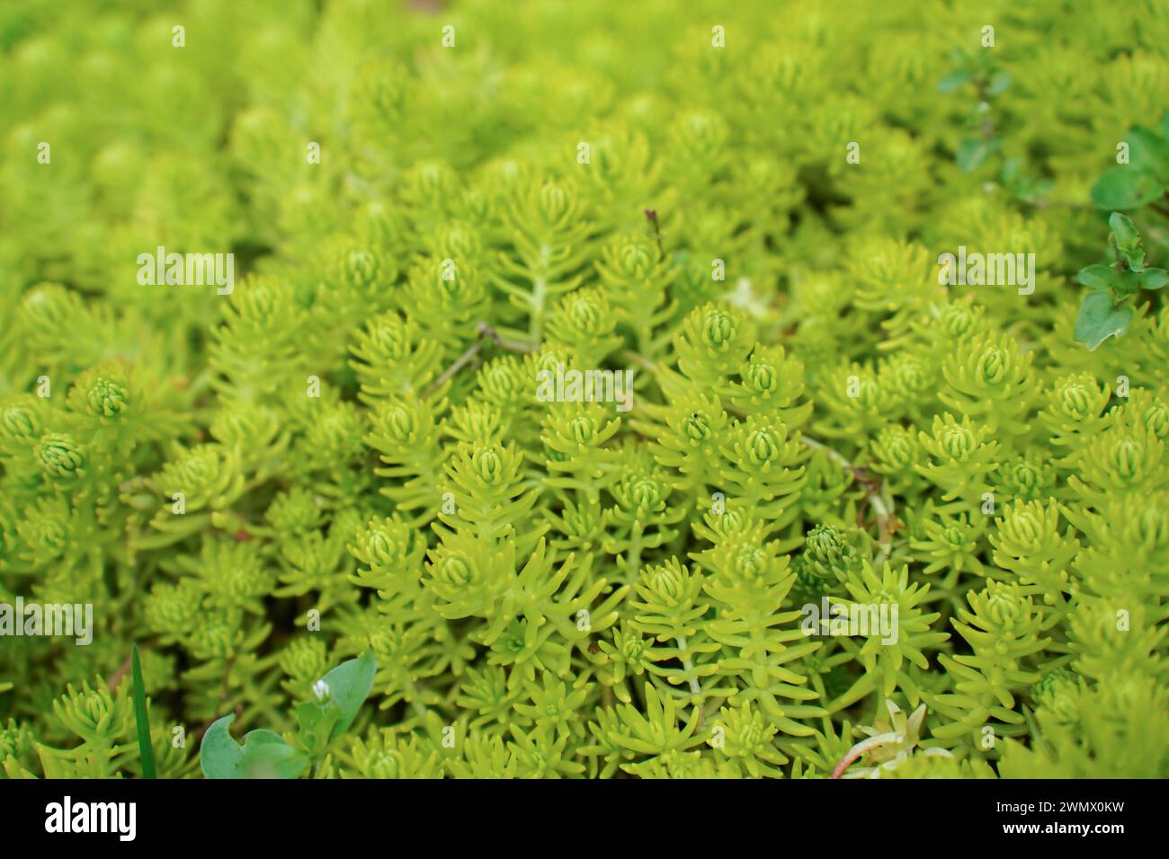 Natural background of small Sedum lineare, carpet sedum. Succulents ...