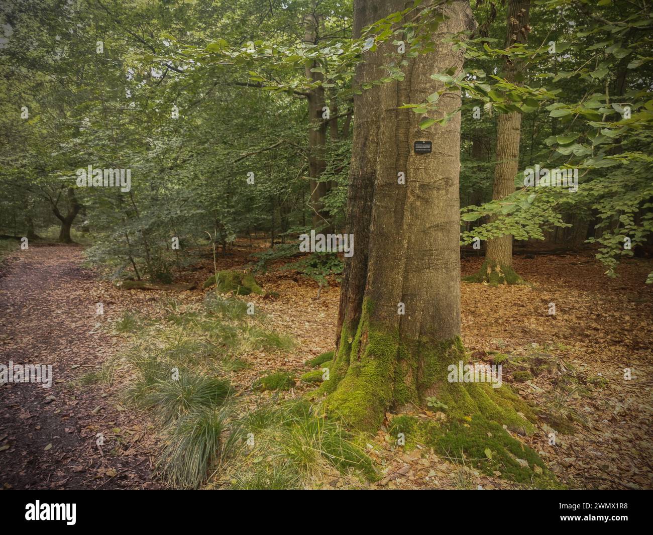 Trees in a cemetery forest. On one tree you can see the name plaques of ...