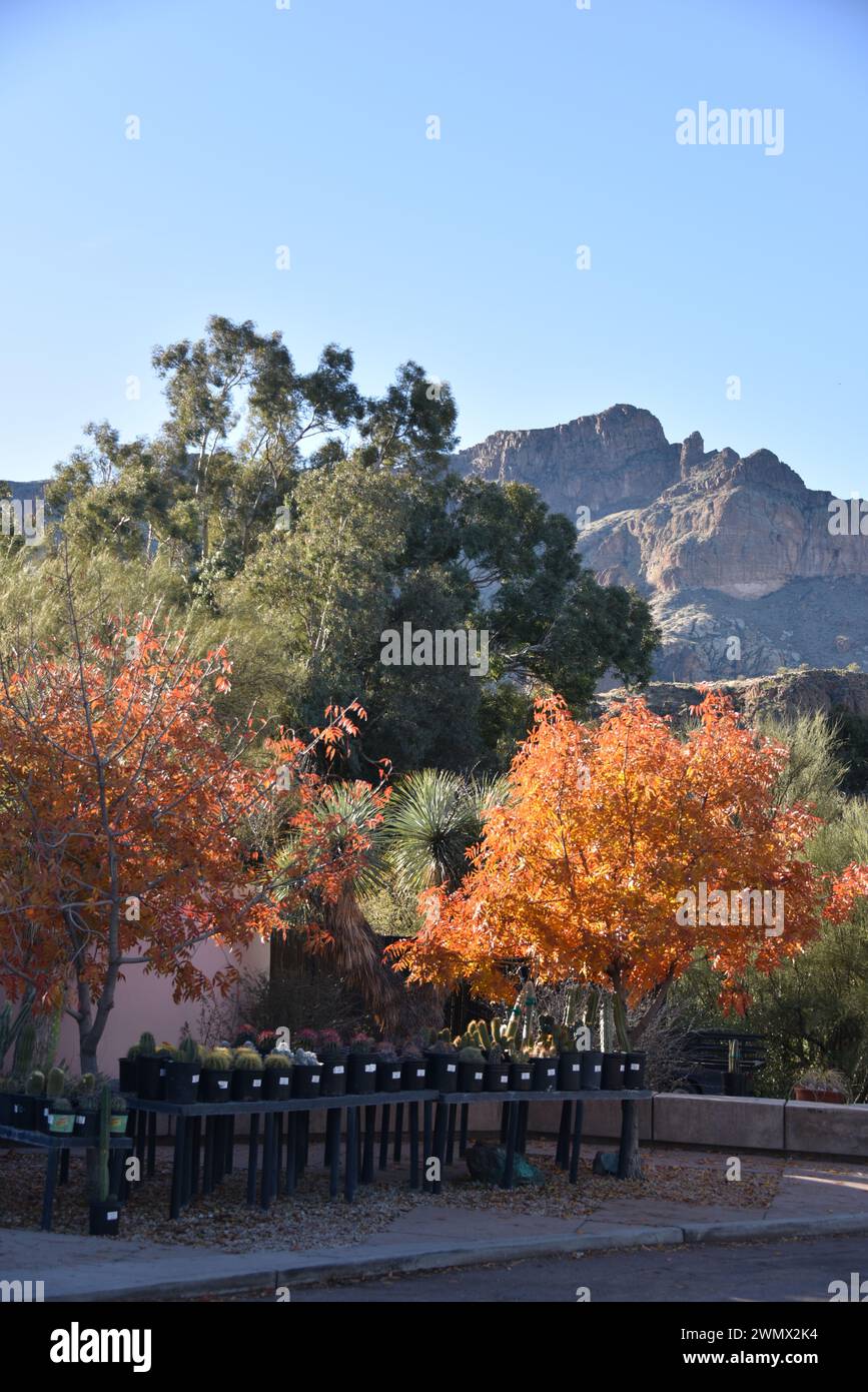 Superior AZ USA 1/27/2024. Boyce Thompson Arboretum was a life-long ...
