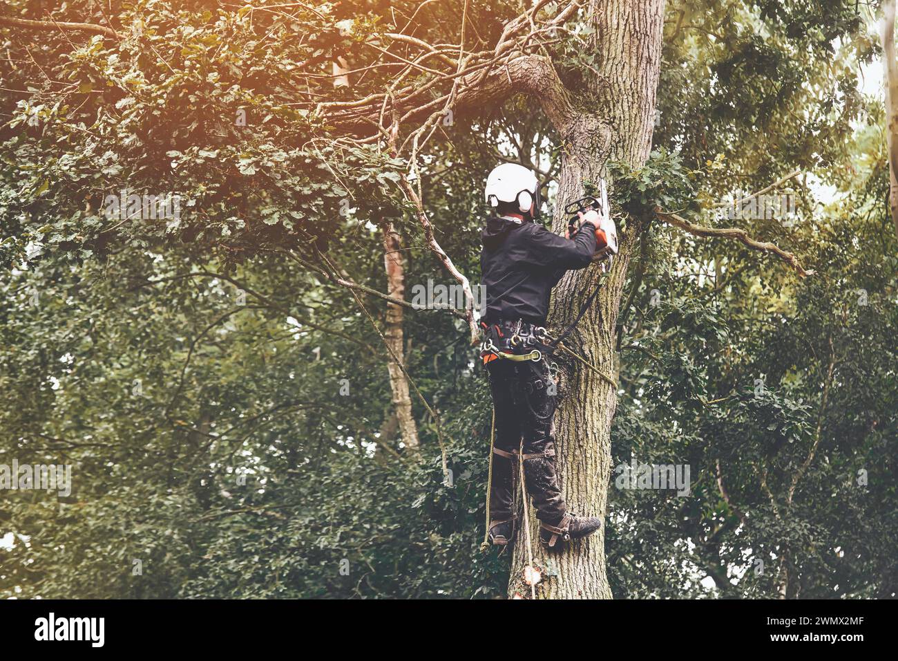 Arborist cutting down tree with petrol chainsaw Stock Photo - Alamy