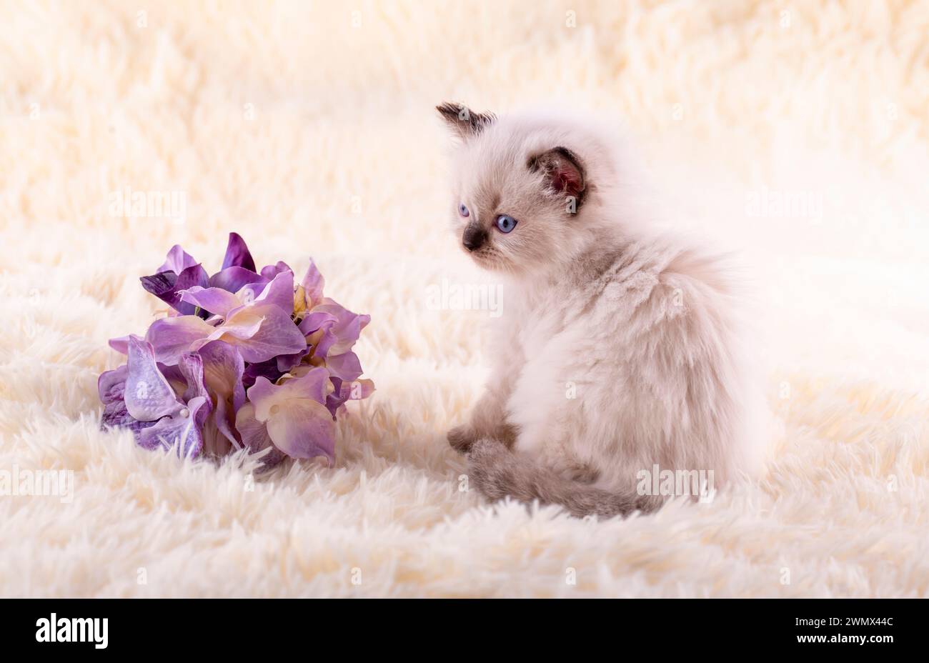 little ragdoll kitten with blue eyes in purple collar sitting on a ...