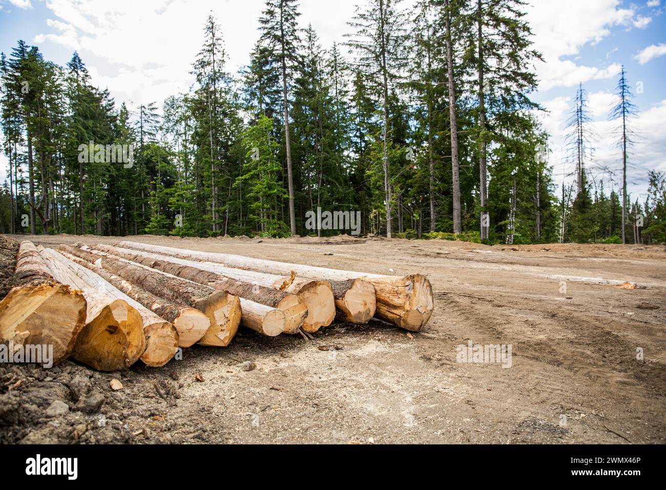 Deforestation. Pile of tree trunks. The sawed trees stacked on the ...