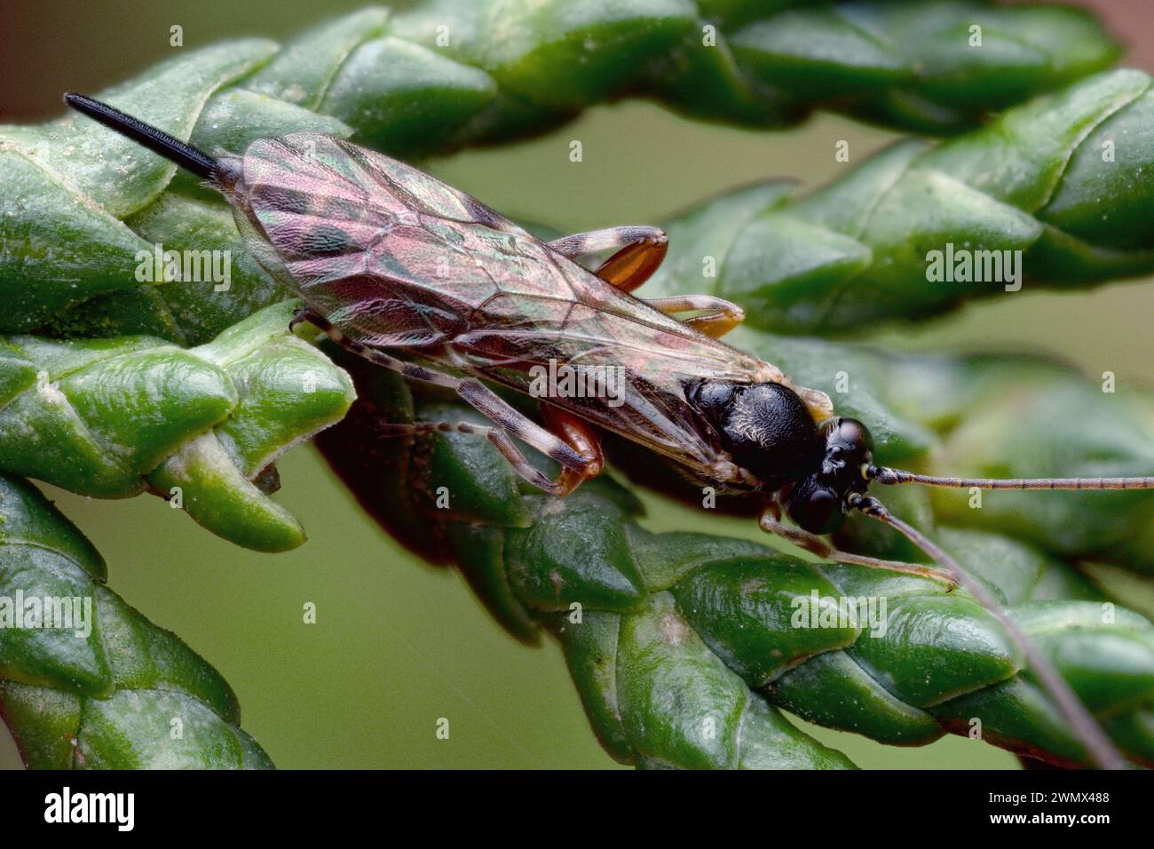 Itoplectis maculator hi-res stock photography and images - Alamy