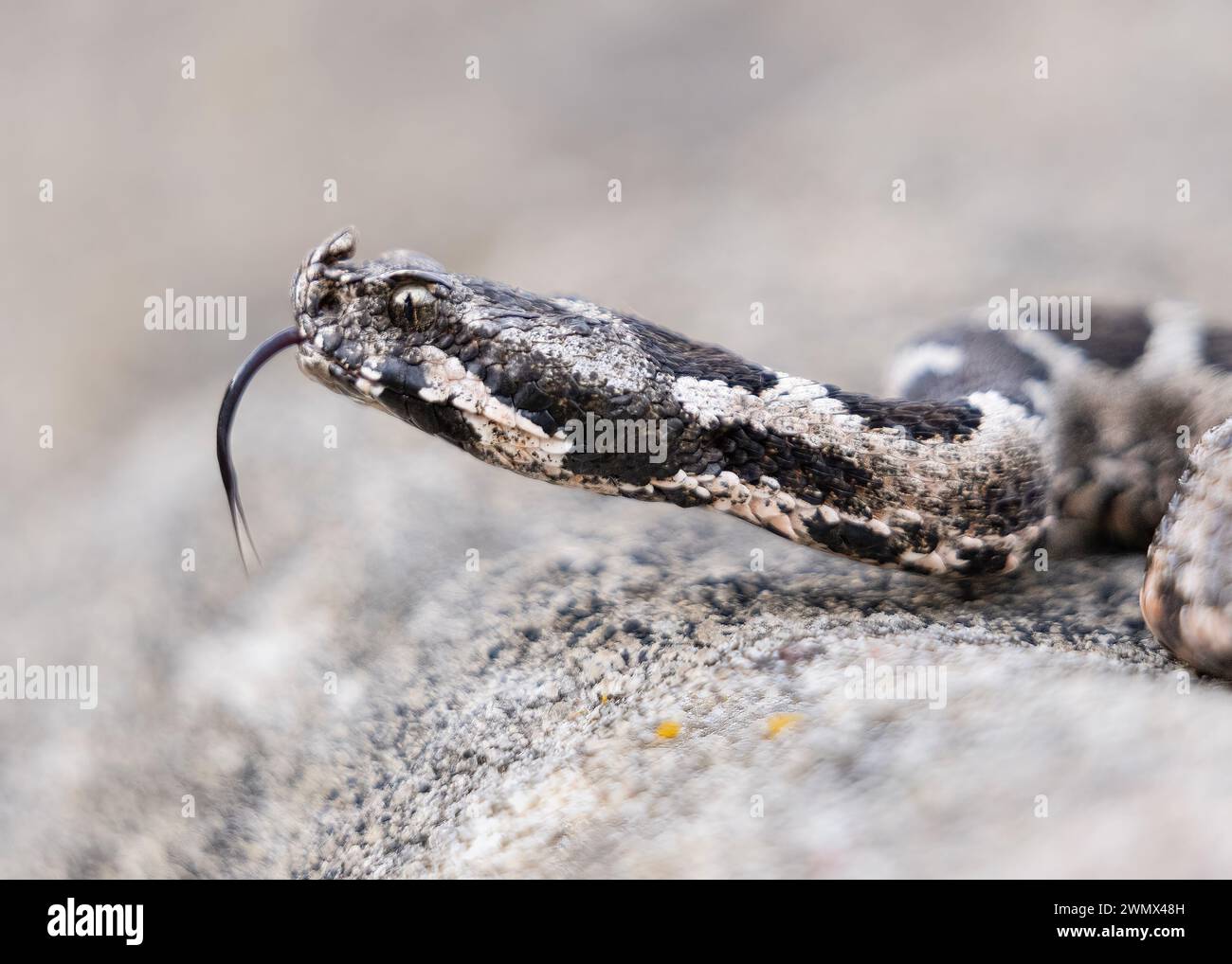 Nose horned viper hi-res stock photography and images - Alamy