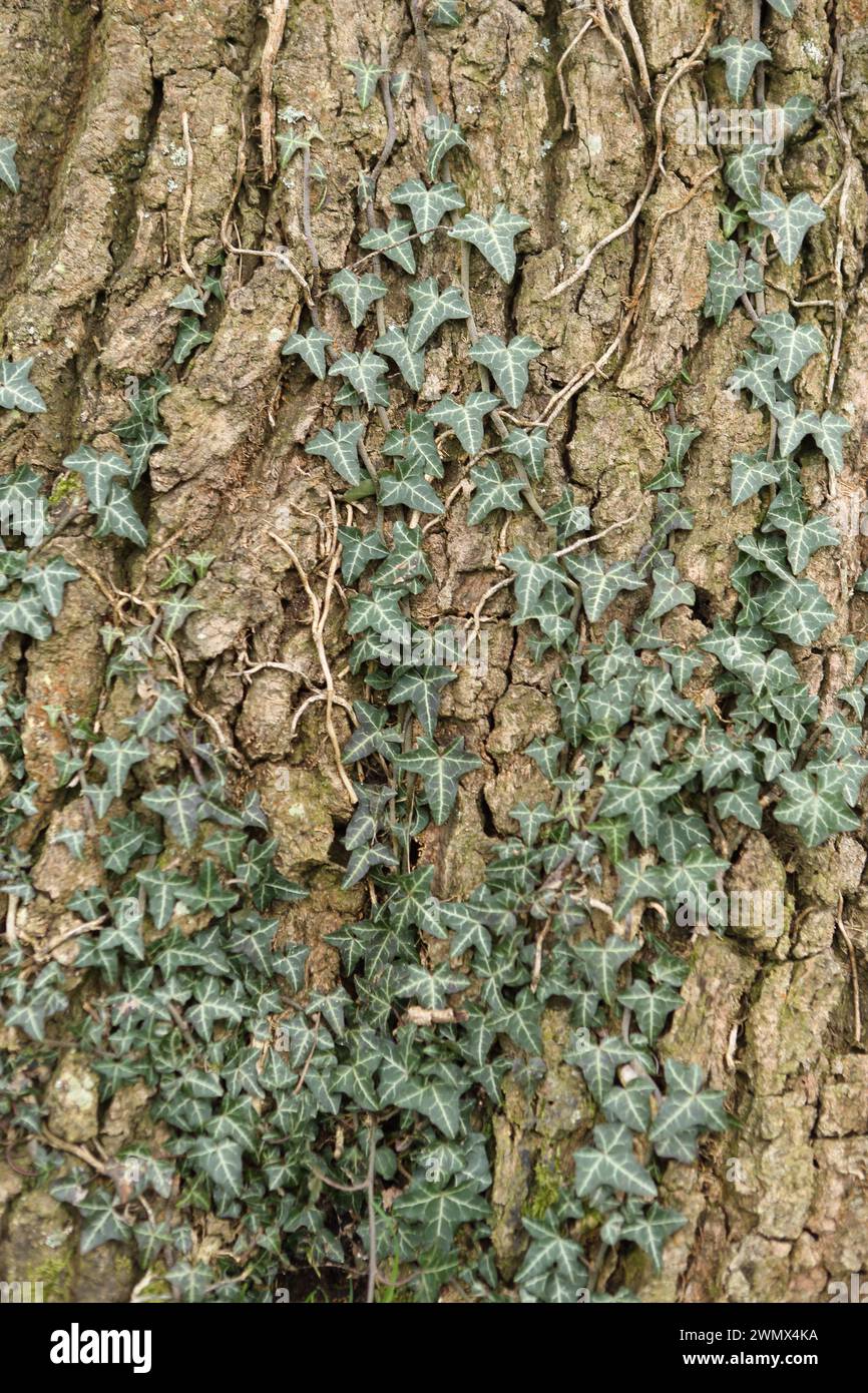 Ivy growing on oak tree trunk Stock Photo - Alamy