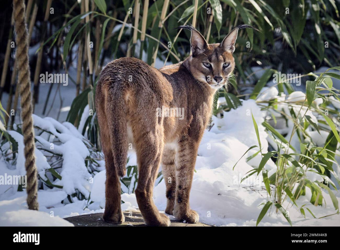 A Female Caracal, looking back over shoulder standing in snow ...