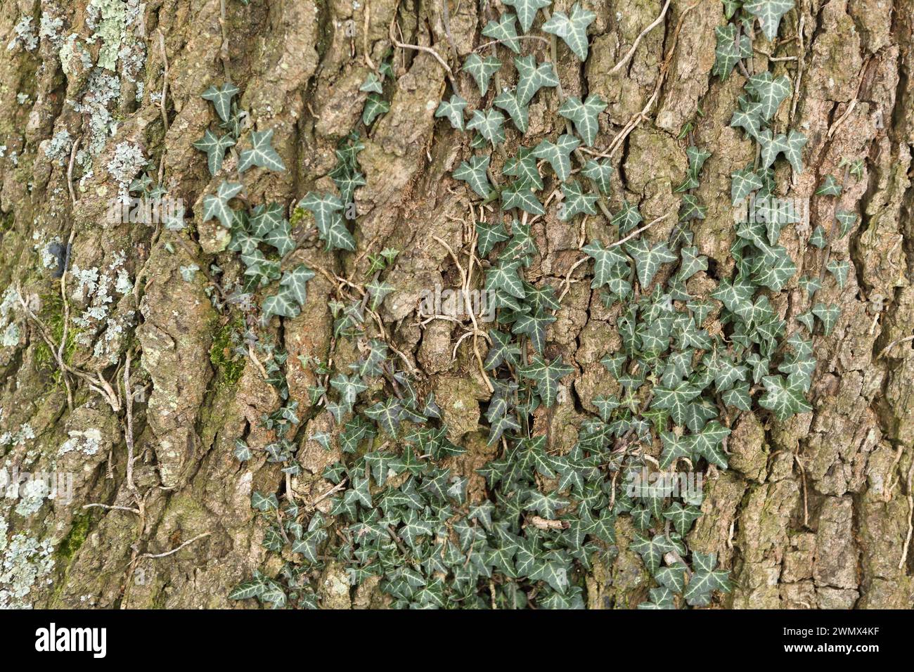 Ivy growing on oak tree trunk Stock Photo - Alamy