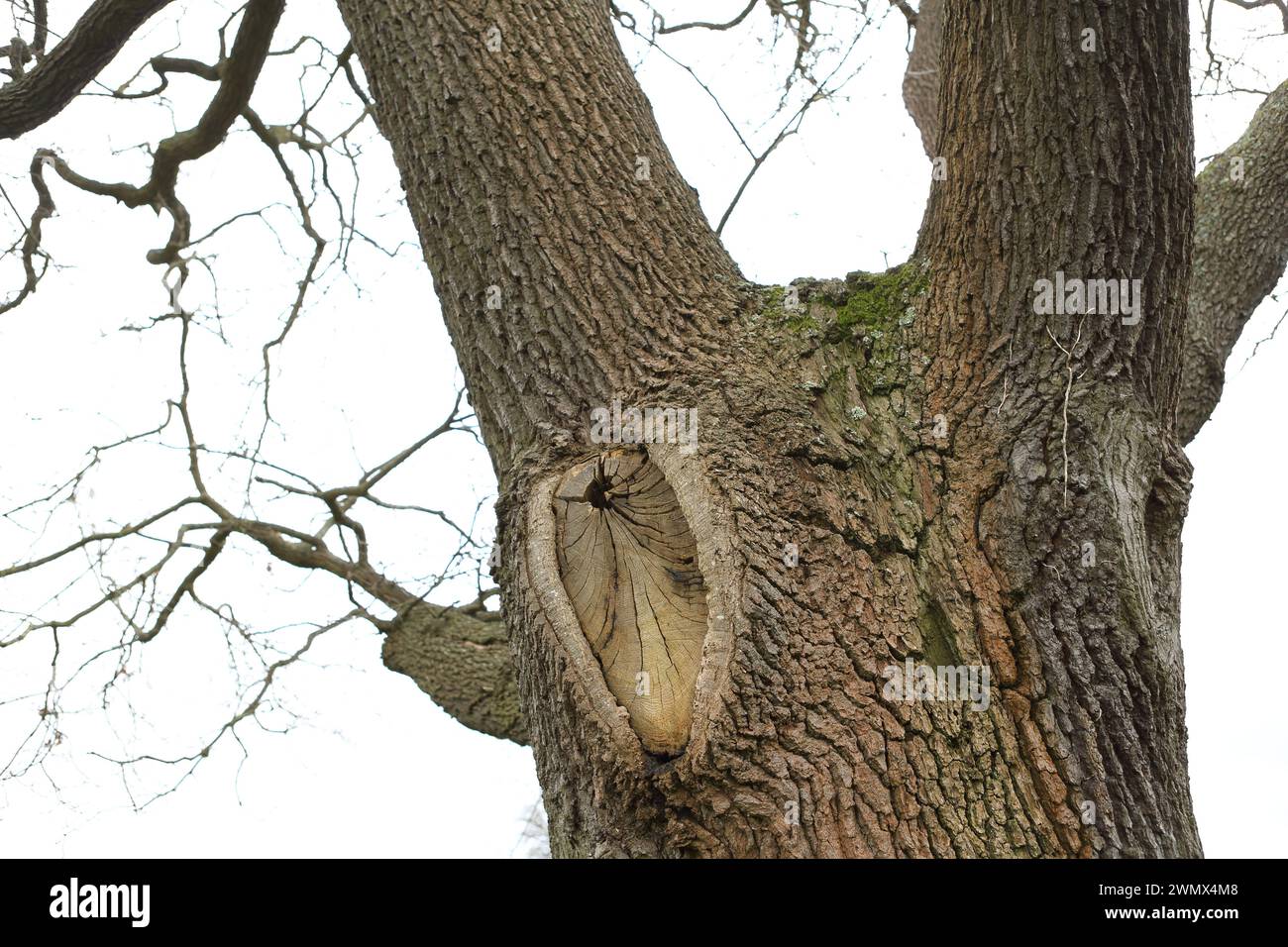 Oak tree trunk with limb chopped off and wound healed Stock Photo - Alamy