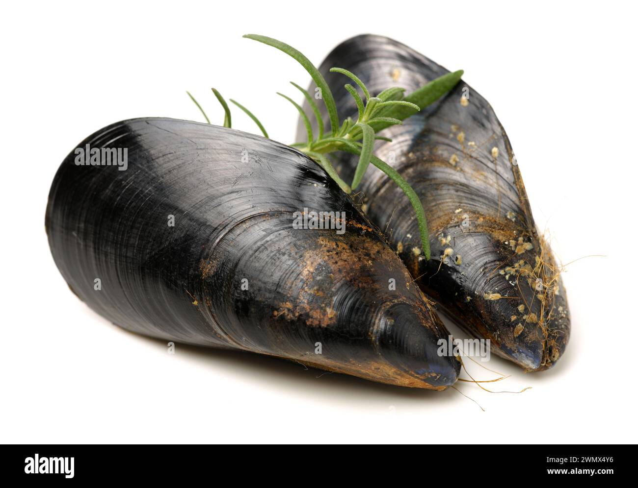 Fresh mussel on white background Stock Photo - Alamy