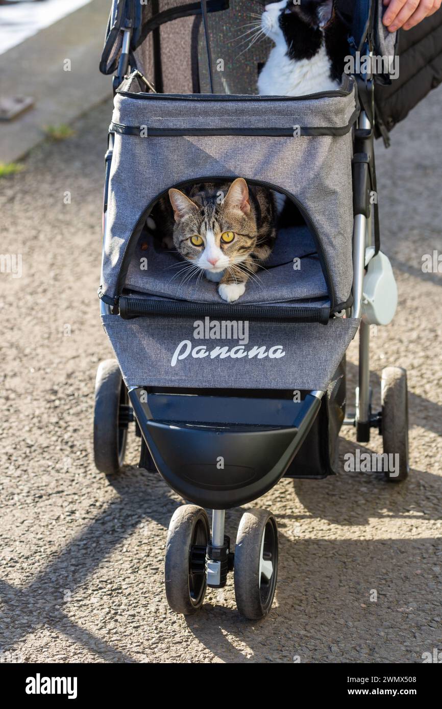 Pet stroller hi-res stock photography and images - Alamy