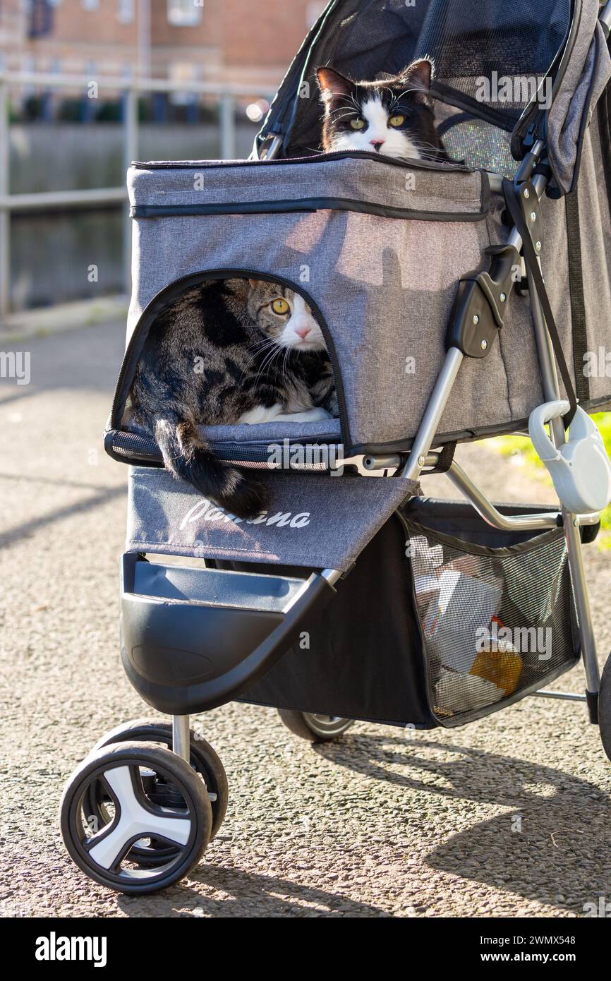 Two cats outside in their pet stroller Stock Photo - Alamy