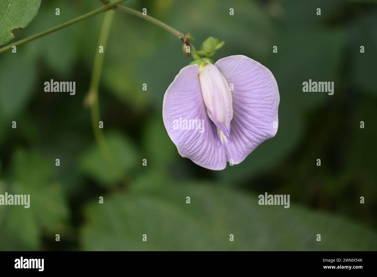 Spurred butterfly pea vine hi-res stock photography and images - Alamy