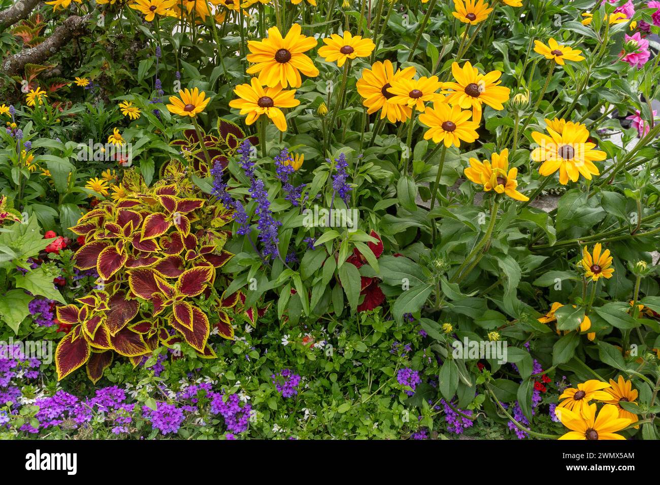 Flower bed with Coleus with variegated leaves, blooming black-eyed ...