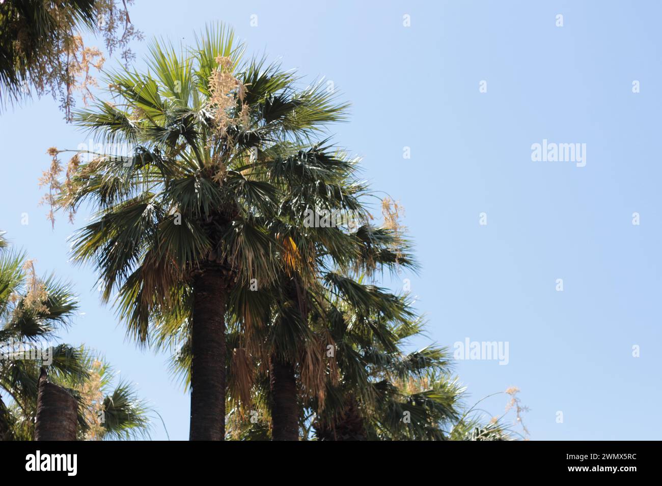 In the heart of the Botanical Garden of Athens, majestic palm trees ...