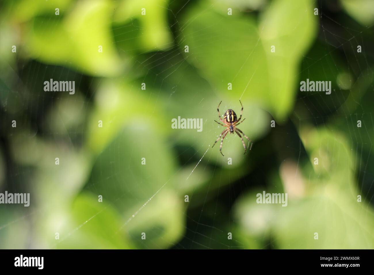 Arachnid craftsmanship hi-res stock photography and images - Alamy