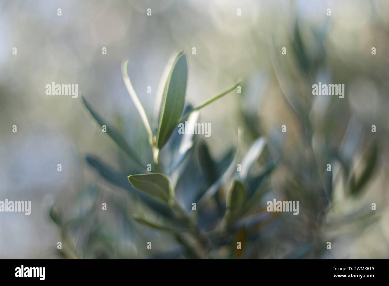Natural olive tree view hi-res stock photography and images - Alamy