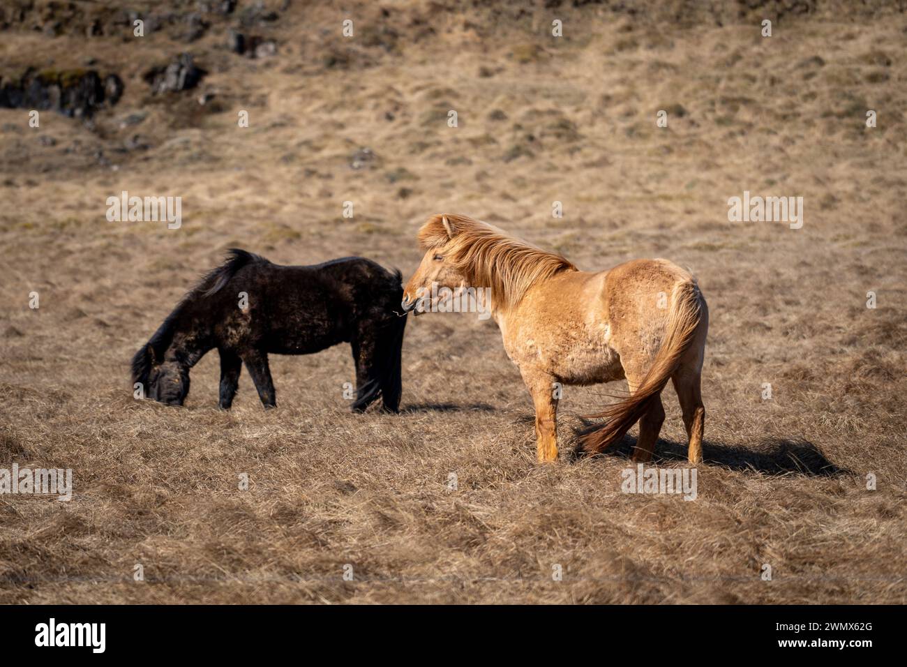 Ponies equine horse mammals nature wildlife hi-res stock photography ...