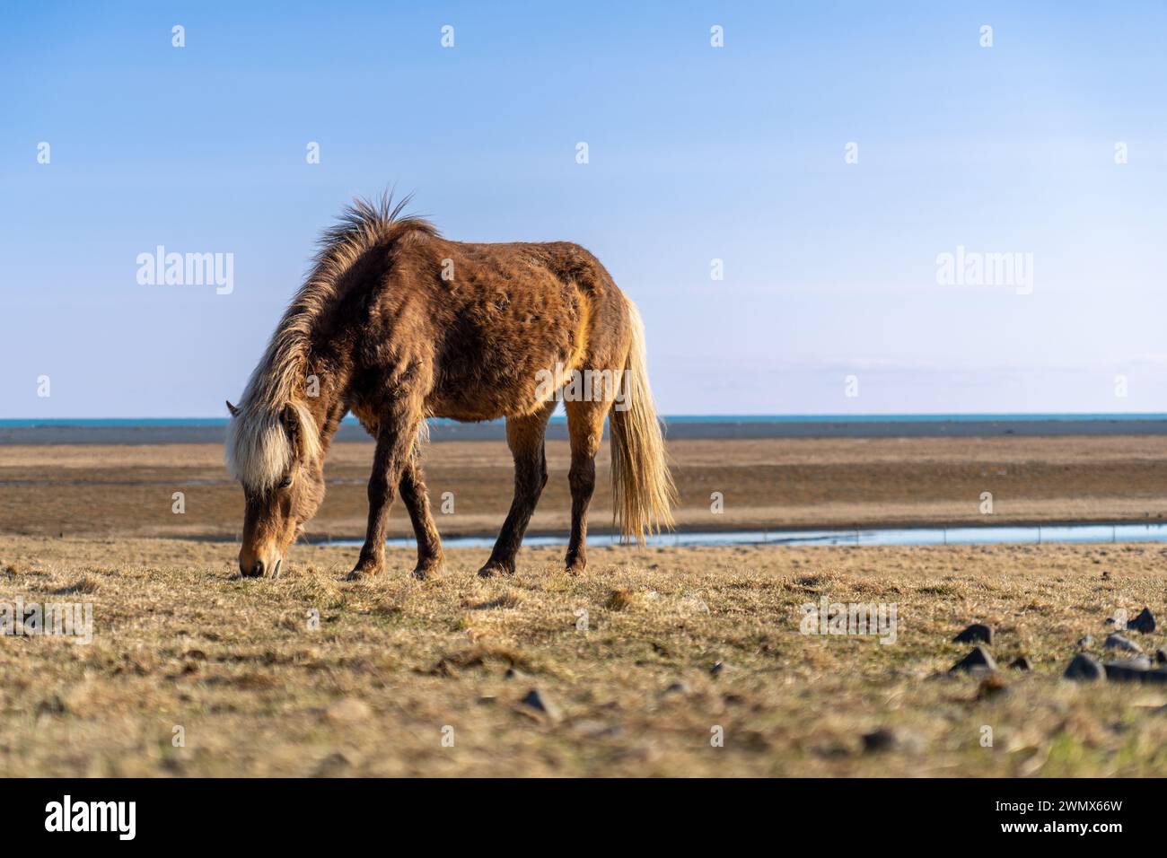 Brown pony grazing in hi-res stock photography and images - Alamy