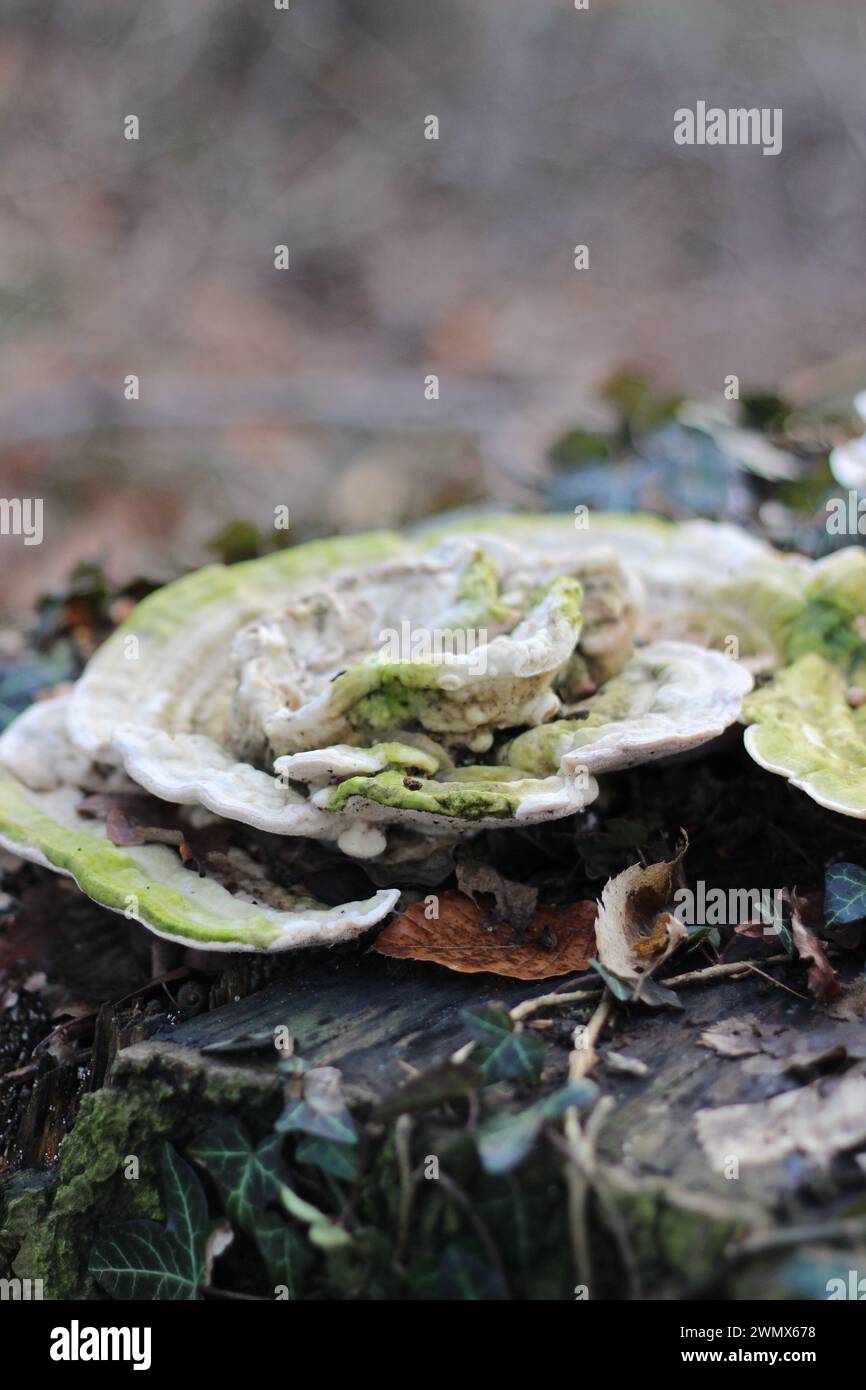 Shot capturing the intricate beauty of fungal growth on tree bark. The ...