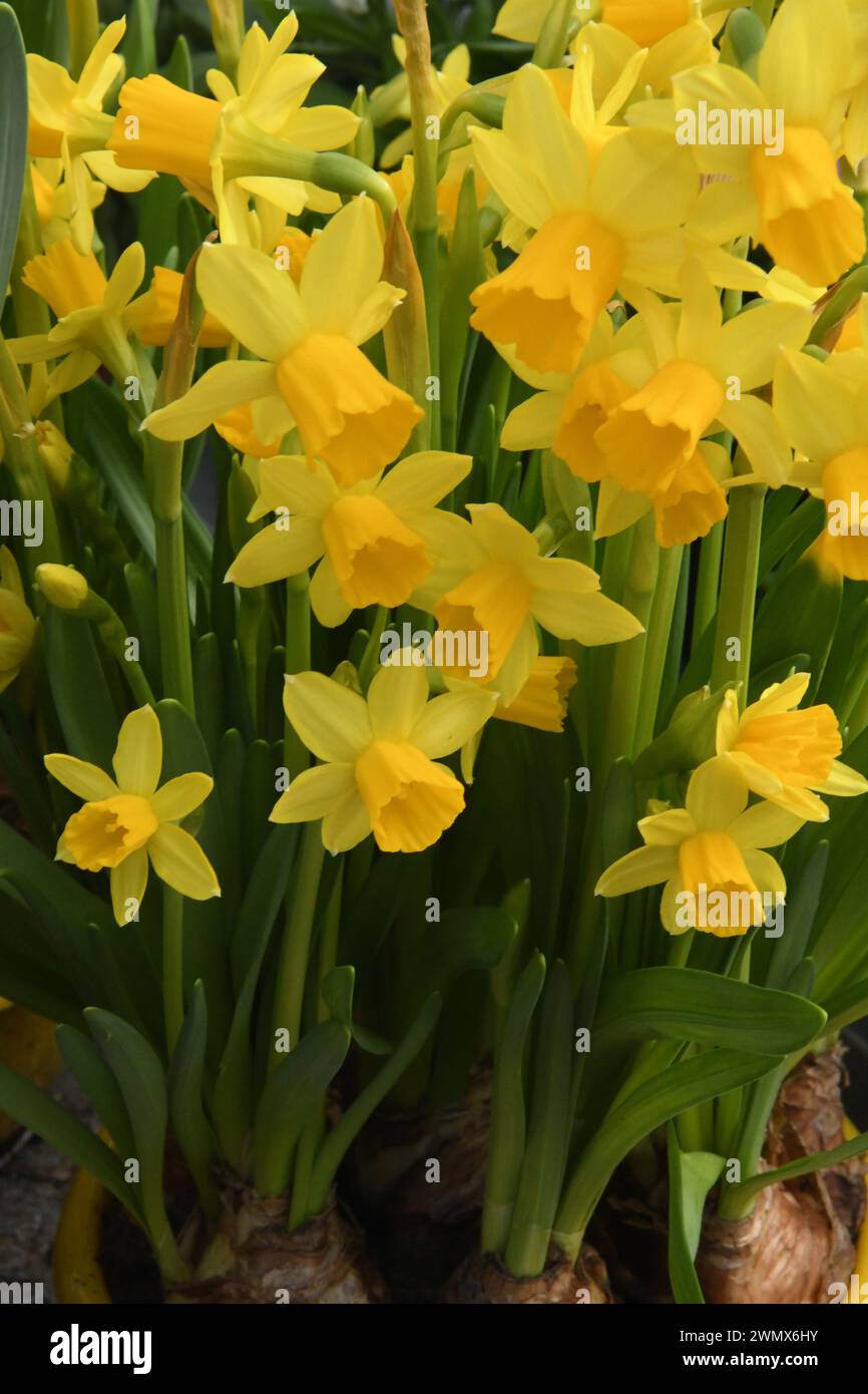 Copenhagen, Denmark /28 February 2024/.Daffodils flowers for sale in ...