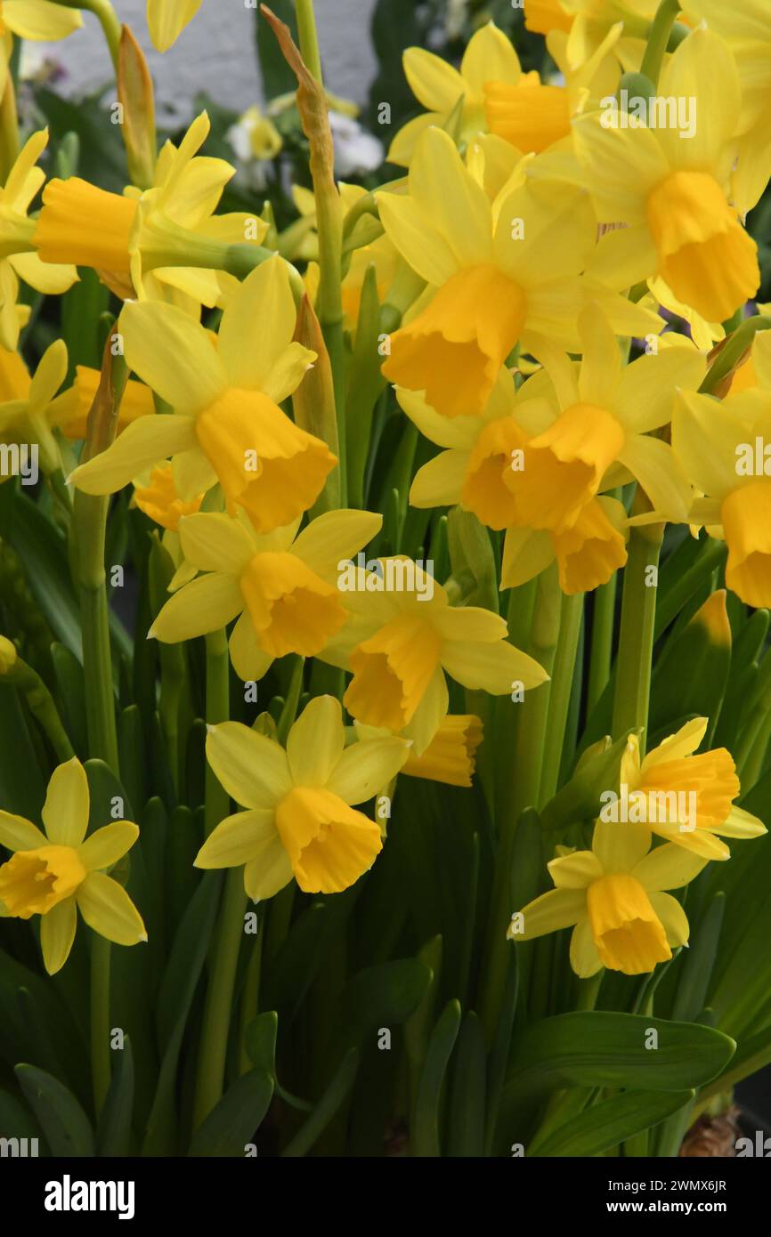 Copenhagen, Denmark /28 February 2024/.Daffodils flowers for sale in ...