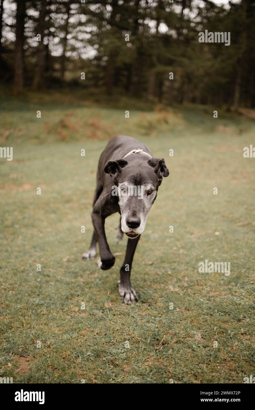 Old great dane hi-res stock photography and images - Alamy