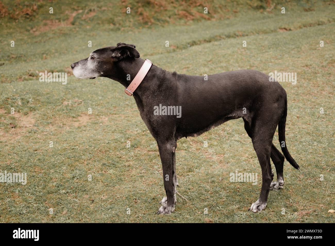 Great Dane dog Stock Photo - Alamy