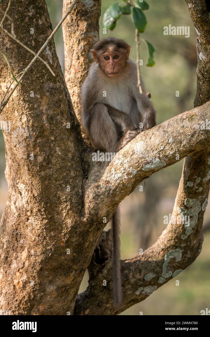 Bonnet Macaque - Macaca radiata, beautiful popular primate endemic in ...