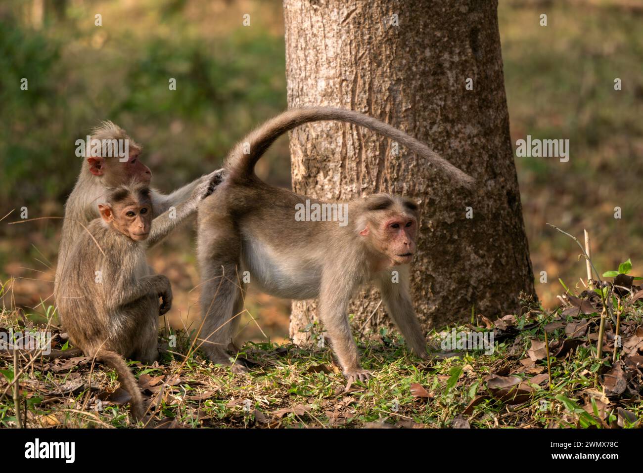Bonnet Macaque - Macaca radiata, beautiful popular primate endemic in ...