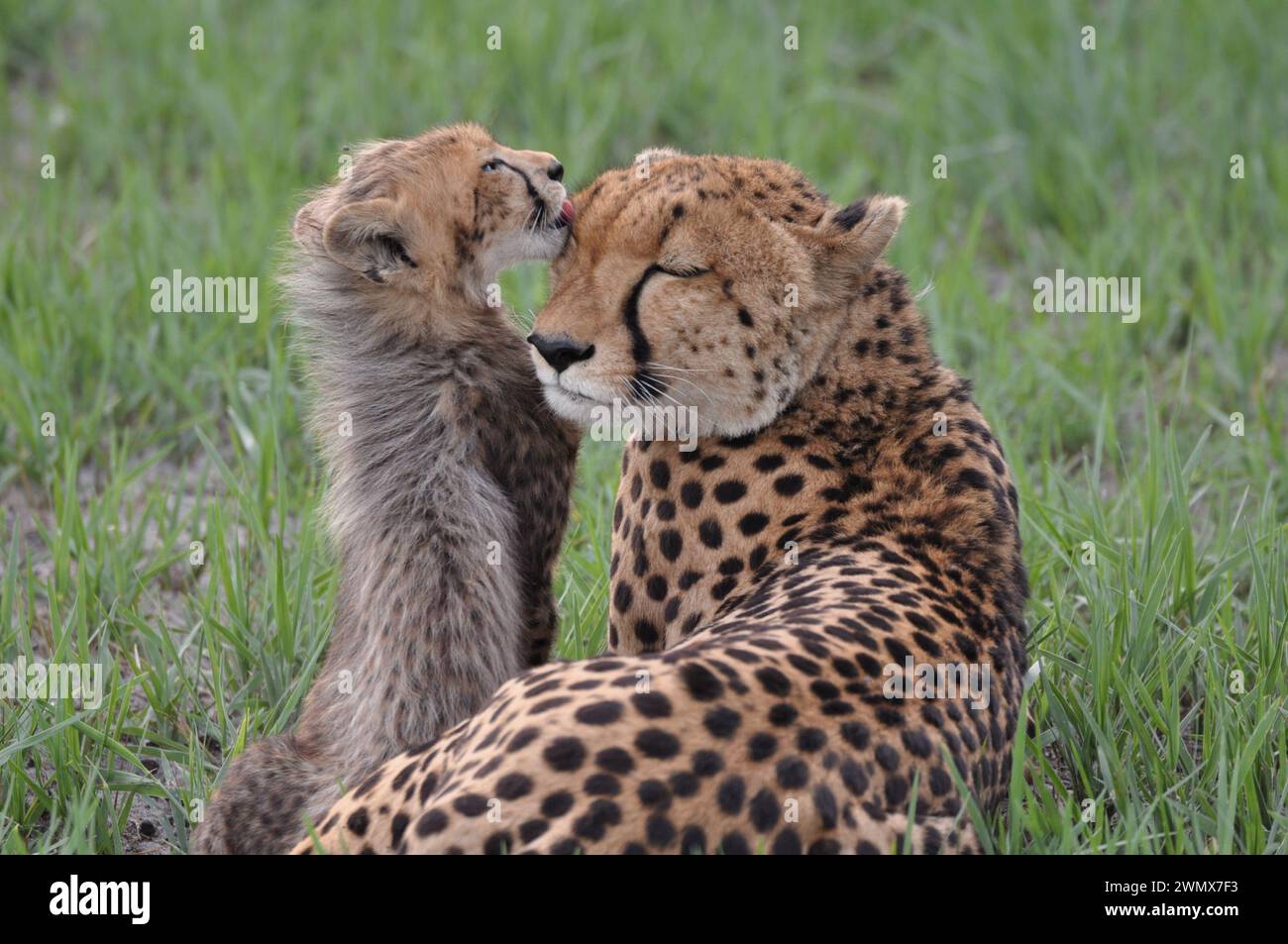 A cute cheetah cub licking the head of a cheetah on a grassy field ...