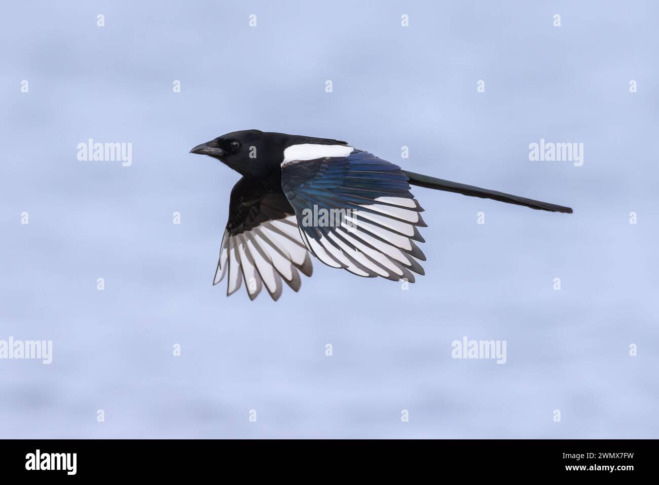 Magpie in flight Stock Photo - Alamy