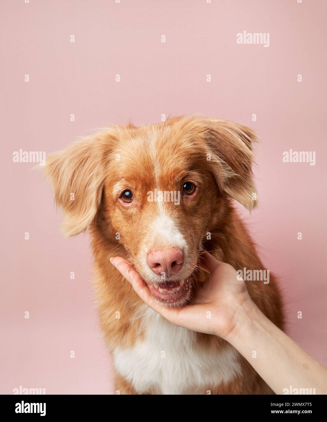 Cute red dog on a pink background. Nova Scotia duck tolling retriever ...
