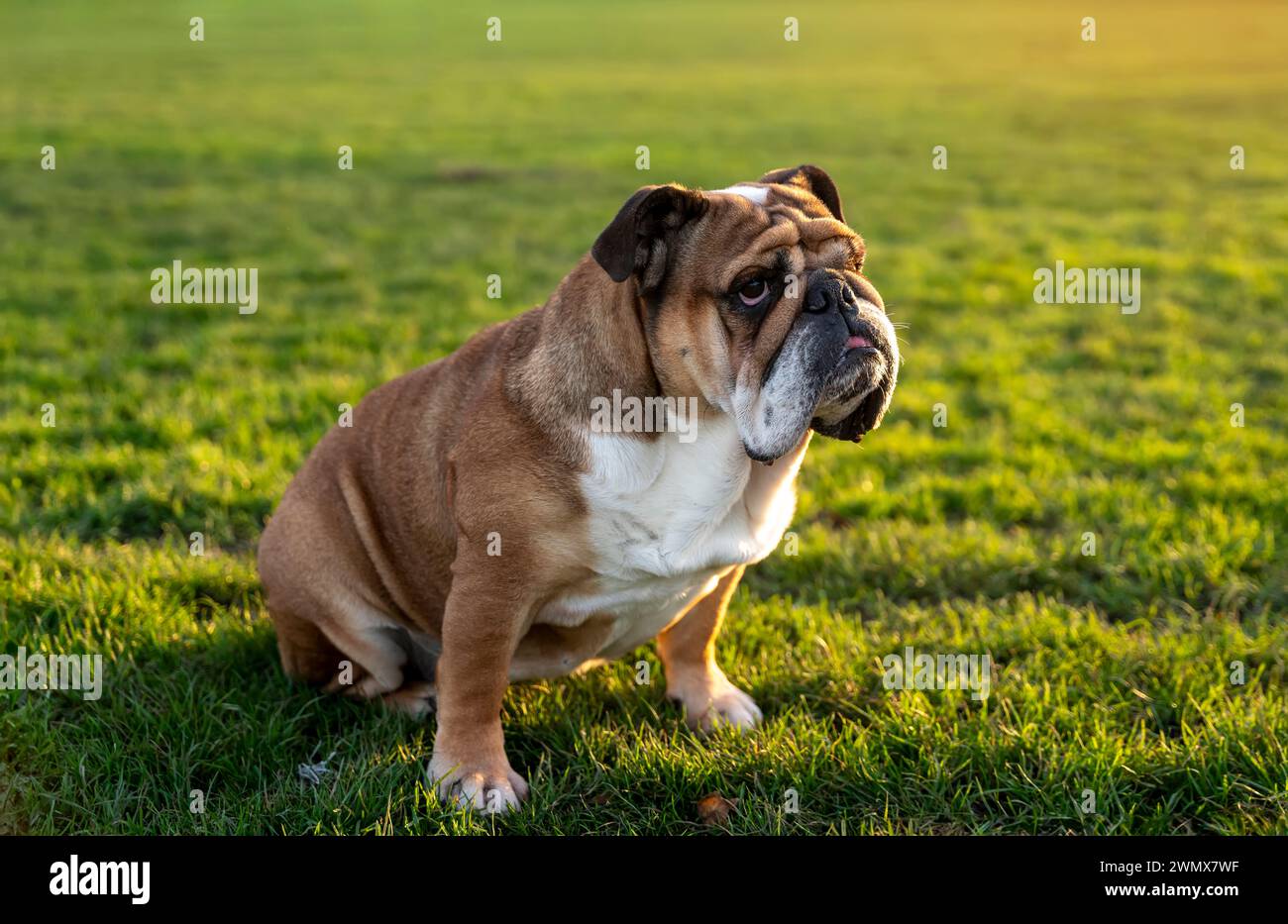 Funny beautiful classic Red English British Bulldog Dog out for a walk ...