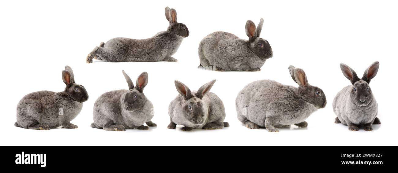 grey rabbit on a white background Stock Photo - Alamy
