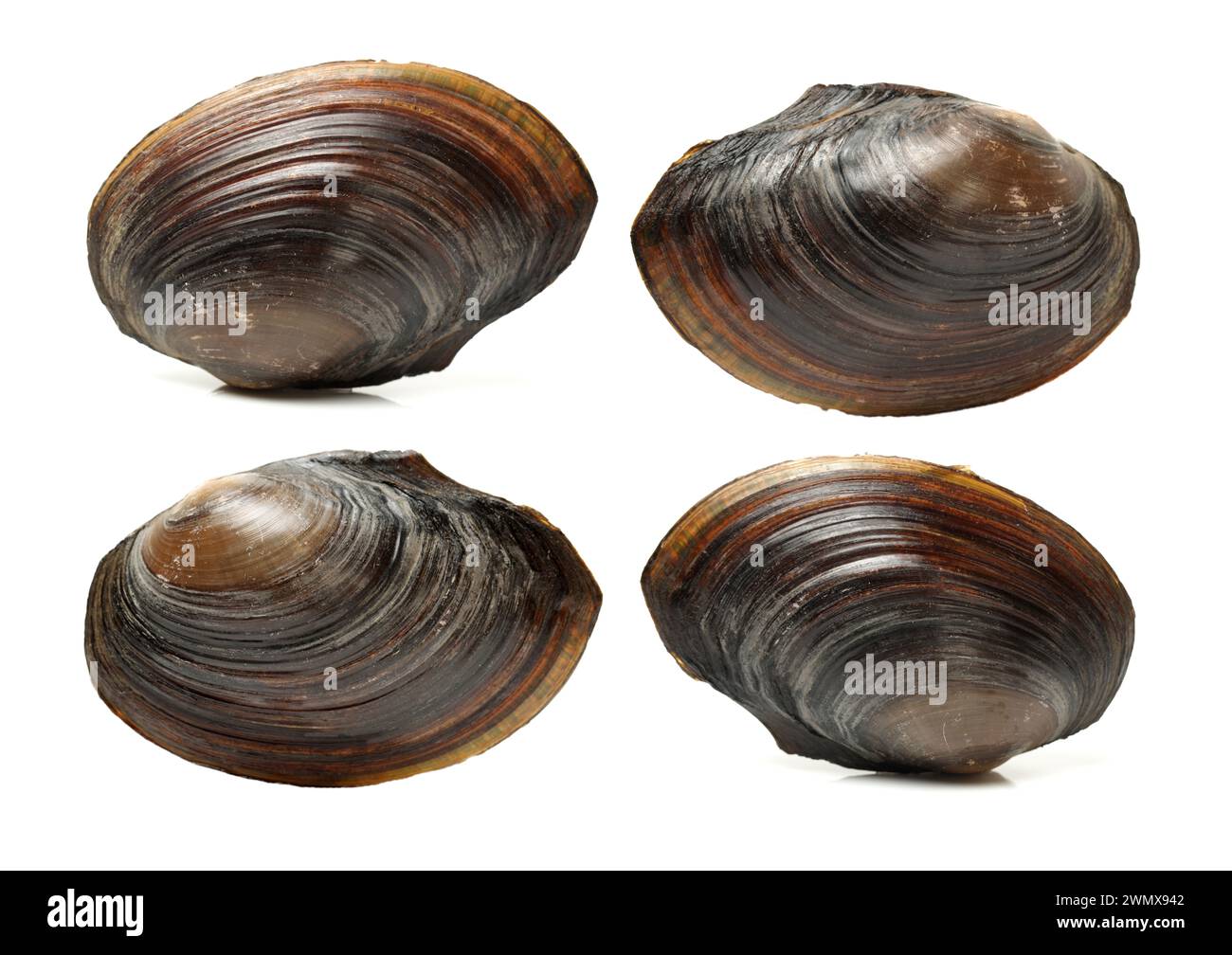 The swan mussel (large species of freshwater mussel) on white ...