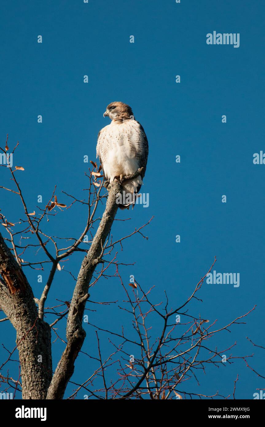 Red tailed hawk perched hi-res stock photography and images - Alamy