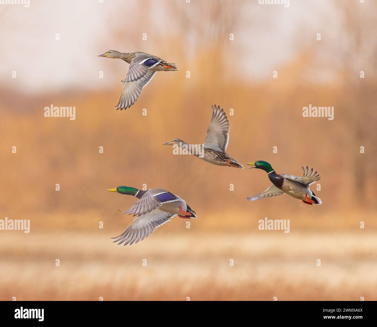 A group of mallard ducks in flight Stock Photo - Alamy