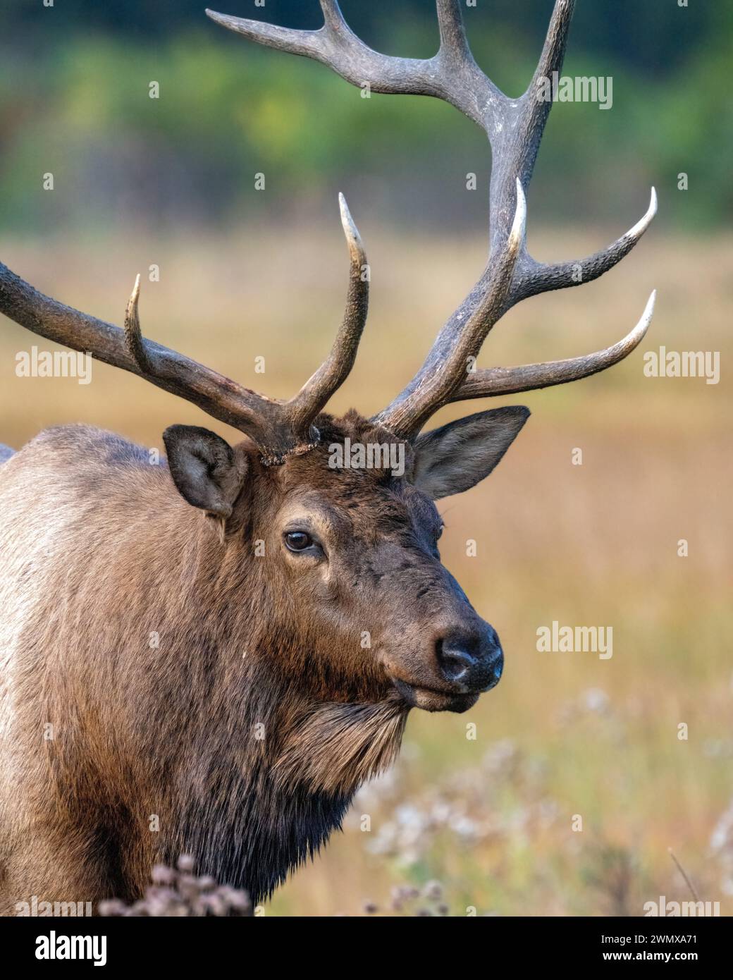 A majestic elk with impressive antlers in a grassy field Stock Photo ...