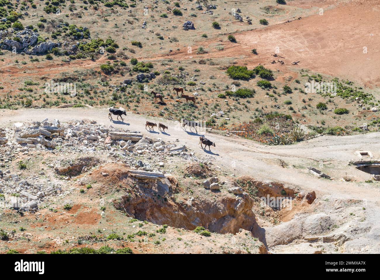 Herd of Cows Walking Down a Dirt Road in the Desert Stock Photo - Alamy