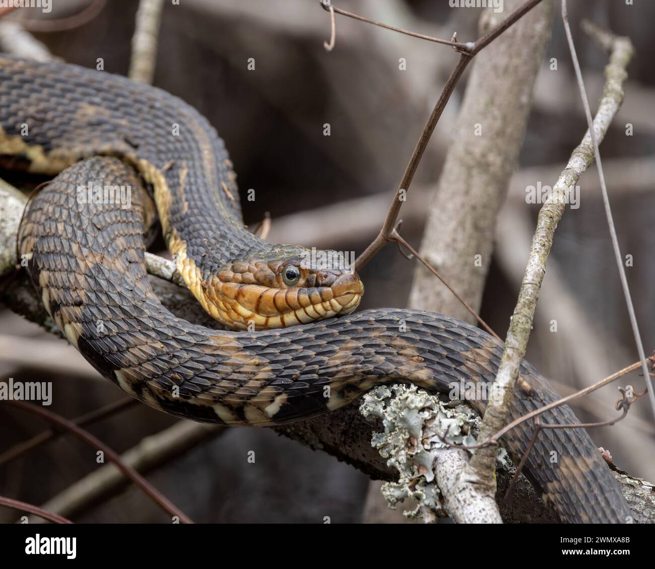 Banded water snake hi-res stock photography and images - Alamy