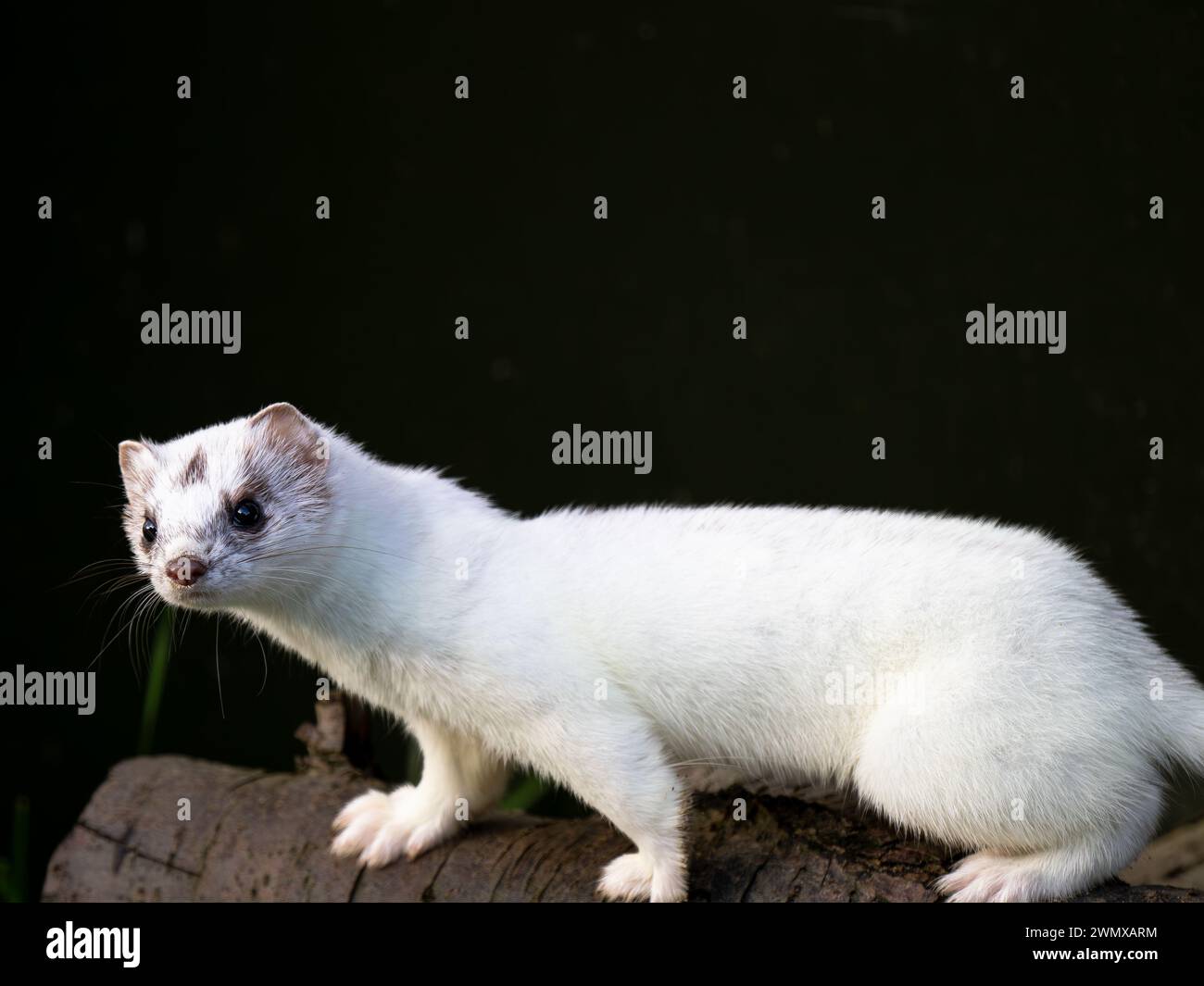 A Stoat in White Ermine Stock Photo - Alamy